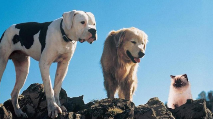 Les 26 meilleurs films avec des chiens trop mignons